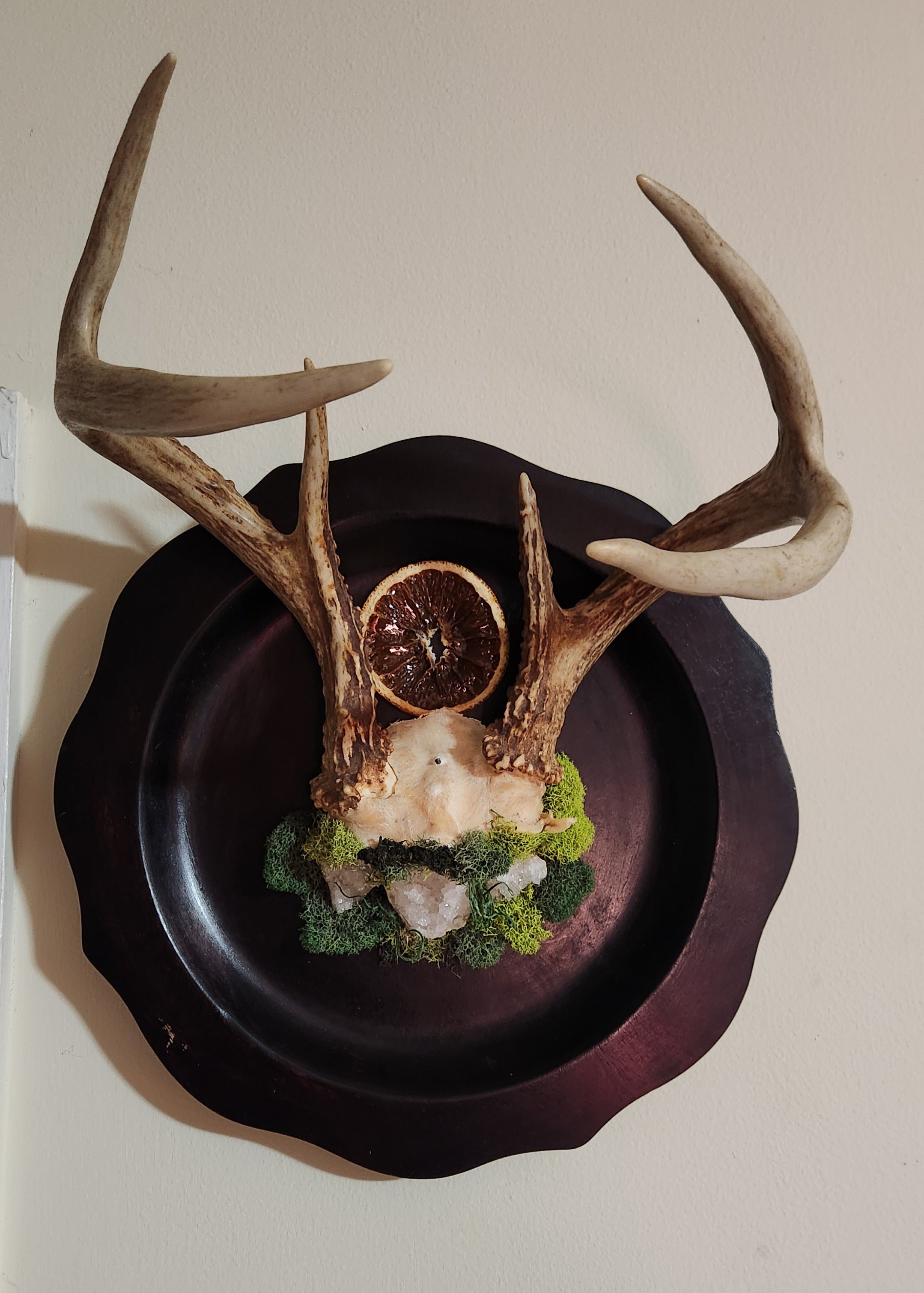 6 Point Deer – Clever Lute